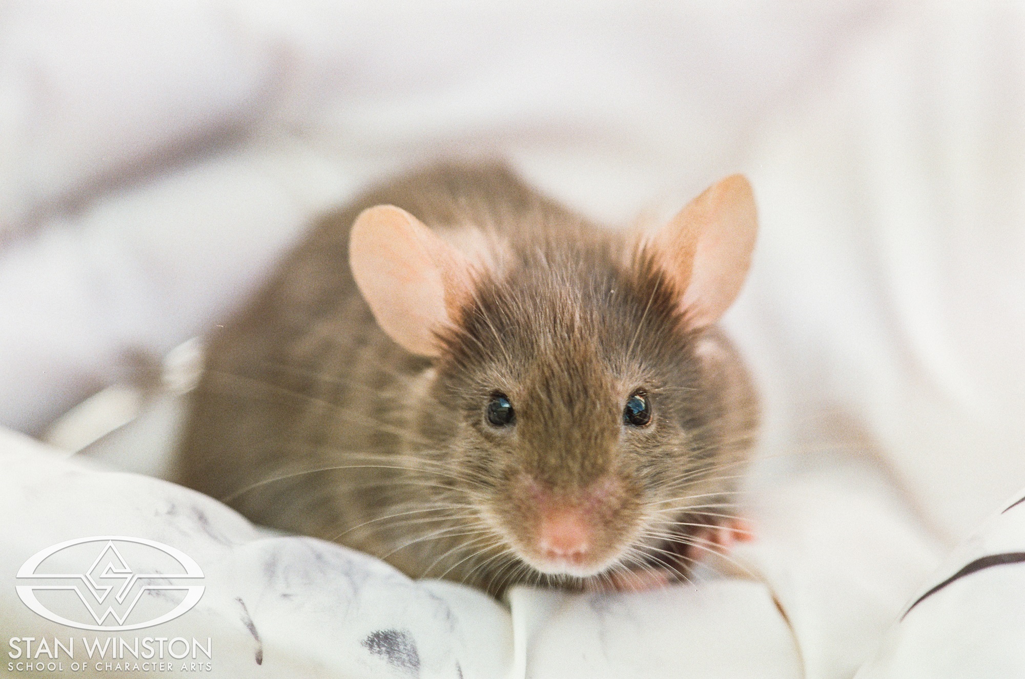 Catzilla vs. The Mouse: Behind the Scenes of Creating the Animatronic ...