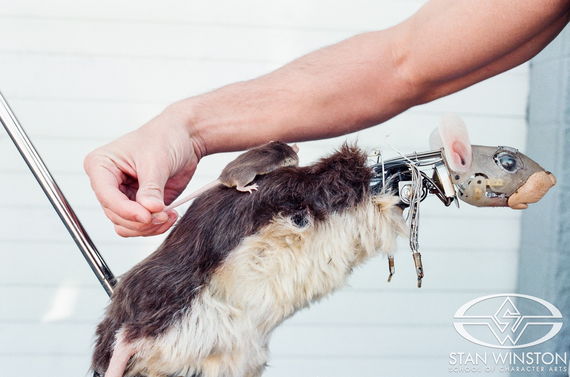 Catzilla vs. The Mouse: Behind the Scenes of Creating the Animatronic ...