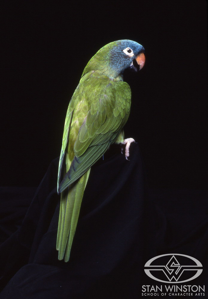 Creating an Animatronic Parrot for John Roberts’ Paulie (1998) | Stan ...