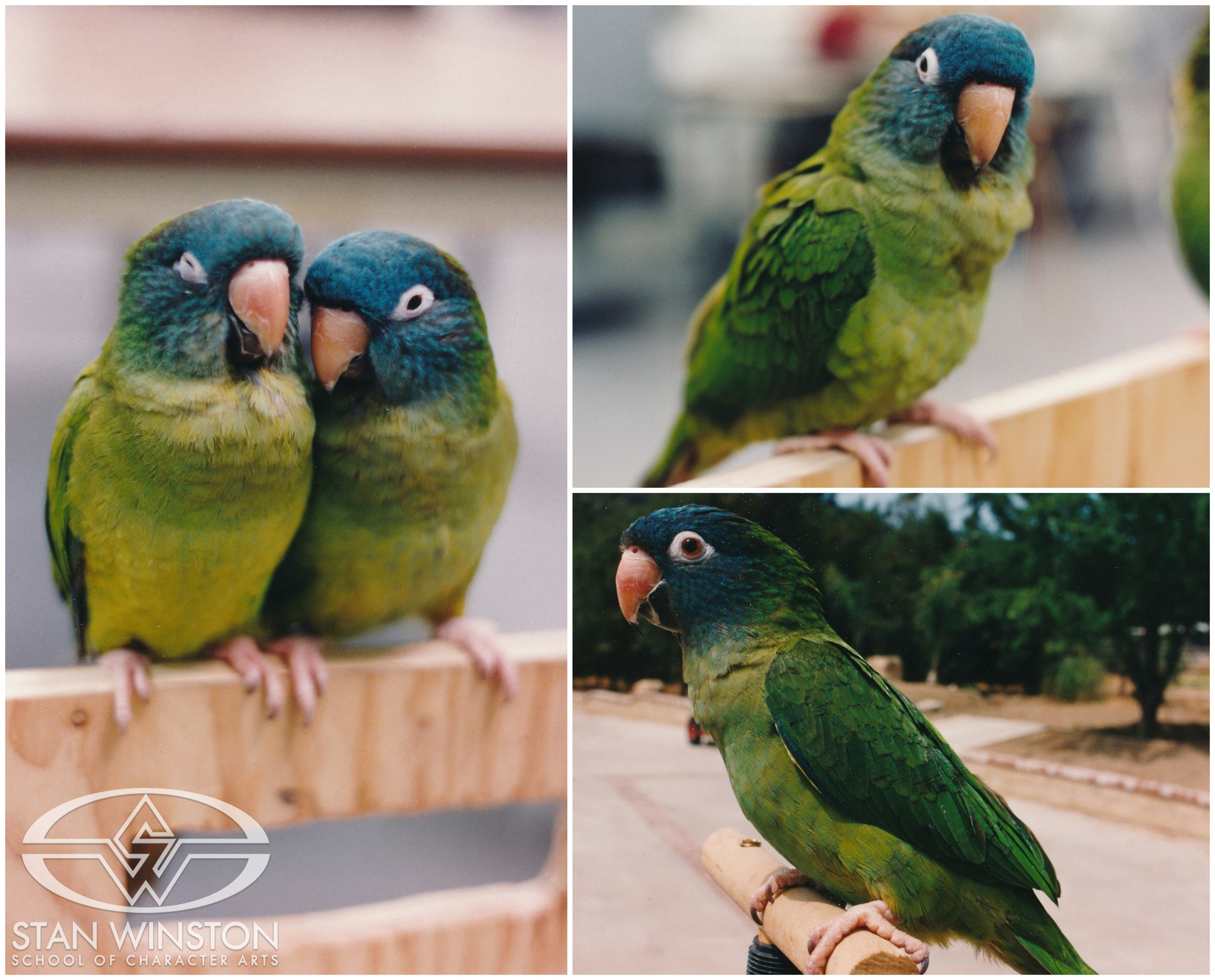 Creating an Animatronic Parrot for John Roberts’ Paulie (1998) | Stan ...