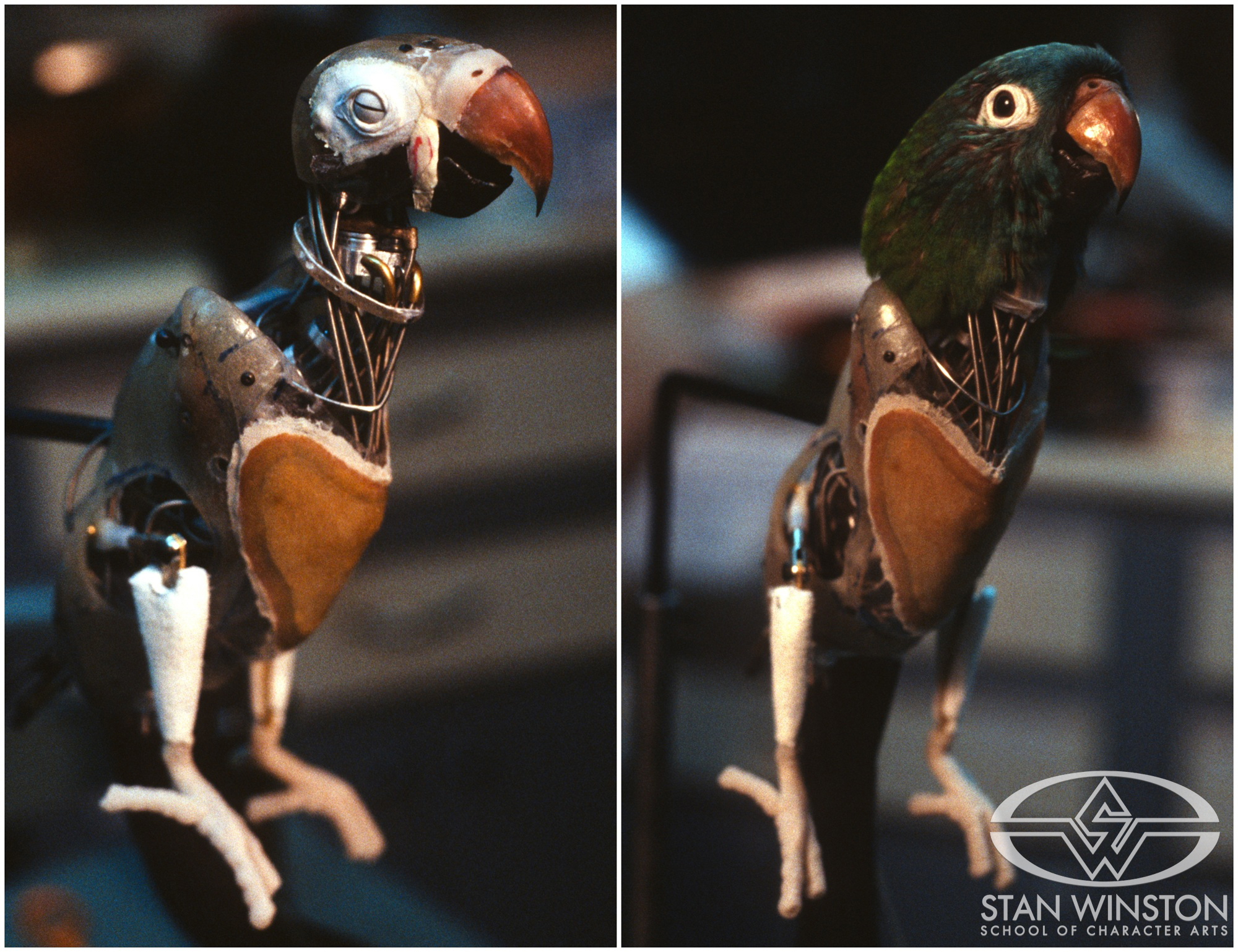 Creating an Animatronic Parrot for John Roberts’ Paulie (1998) | Stan ...